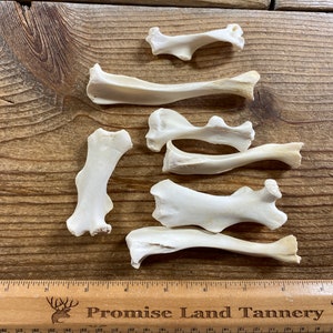 Jewelry Assortment of Beaver Leg Bones - Real Bones - Lot No. 230420 ...