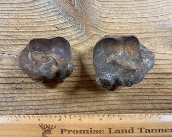 Lot of 4 Fossil Bison Toe Bones Nebraska Lot No. 190714-UU - Etsy