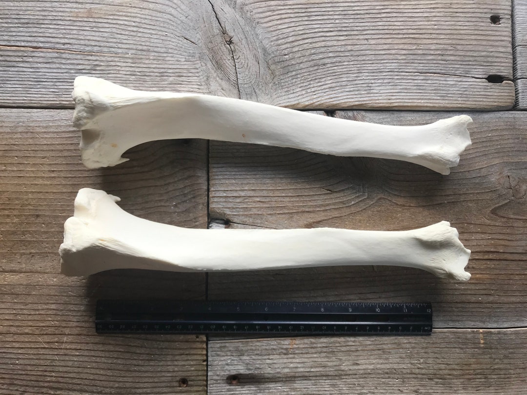 Pair of Llama Leg Bones Tibia Real Bone Lot No. - Etsy
