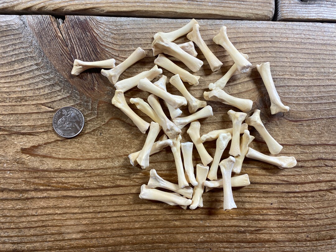 Lot of Beaver Paw Bones 35 Pieces for Runes Lot No. - Etsy
