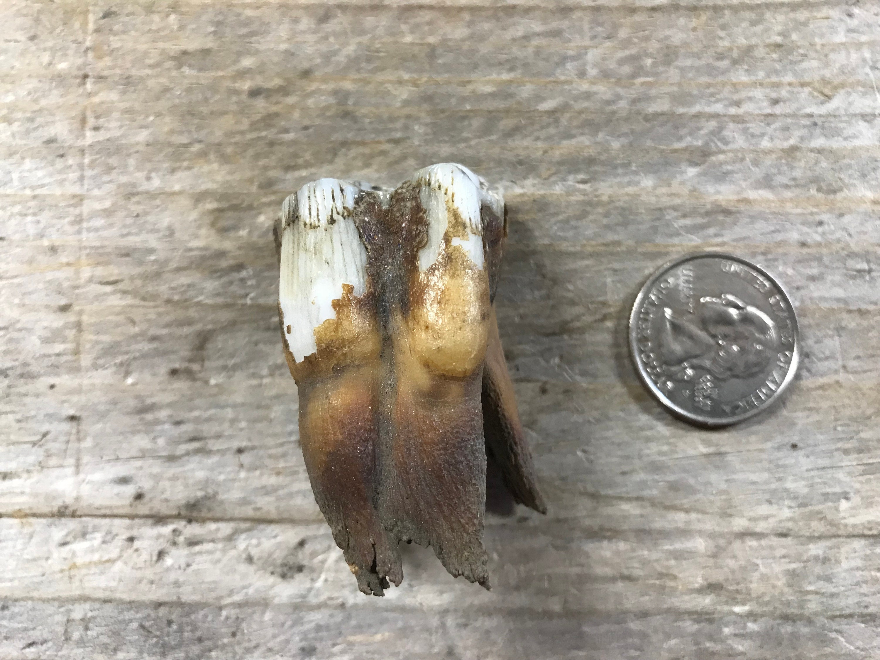 Fossil Bison Molar Tooth Nebraska Lot No. 16 | Etsy