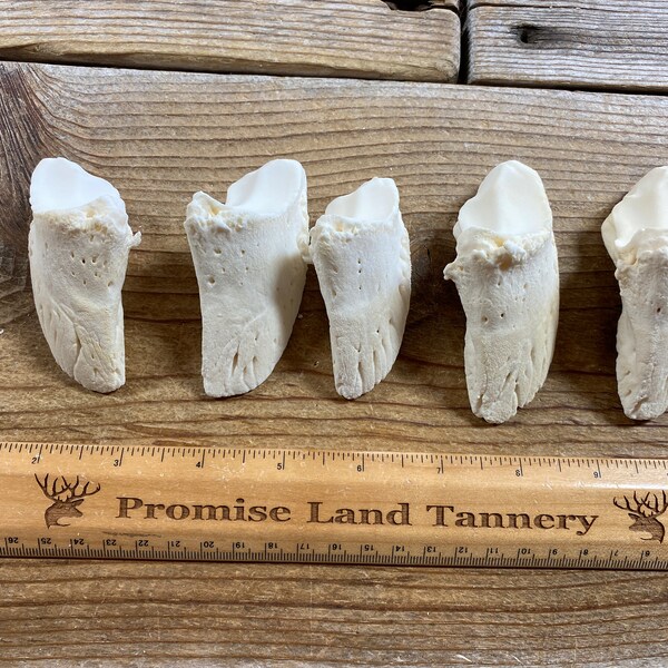 Bison Bone - Etsy