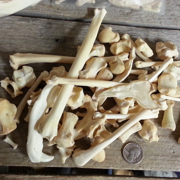 Animal Bones - Etsy
