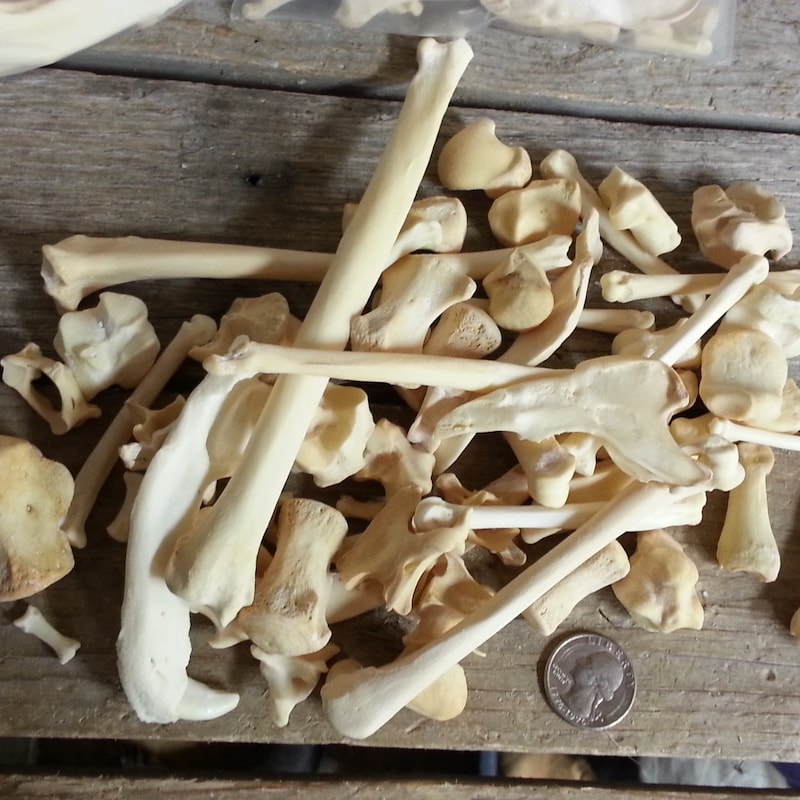 Animal Bones - Etsy