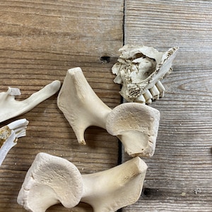 Assorted Large Bones One Pound Real Bones Lot No. 220825-AA - Etsy