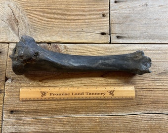 Fossil Bison Thoracic Vertebra Bone Nebraska Lot No. 200510-VVV - Etsy