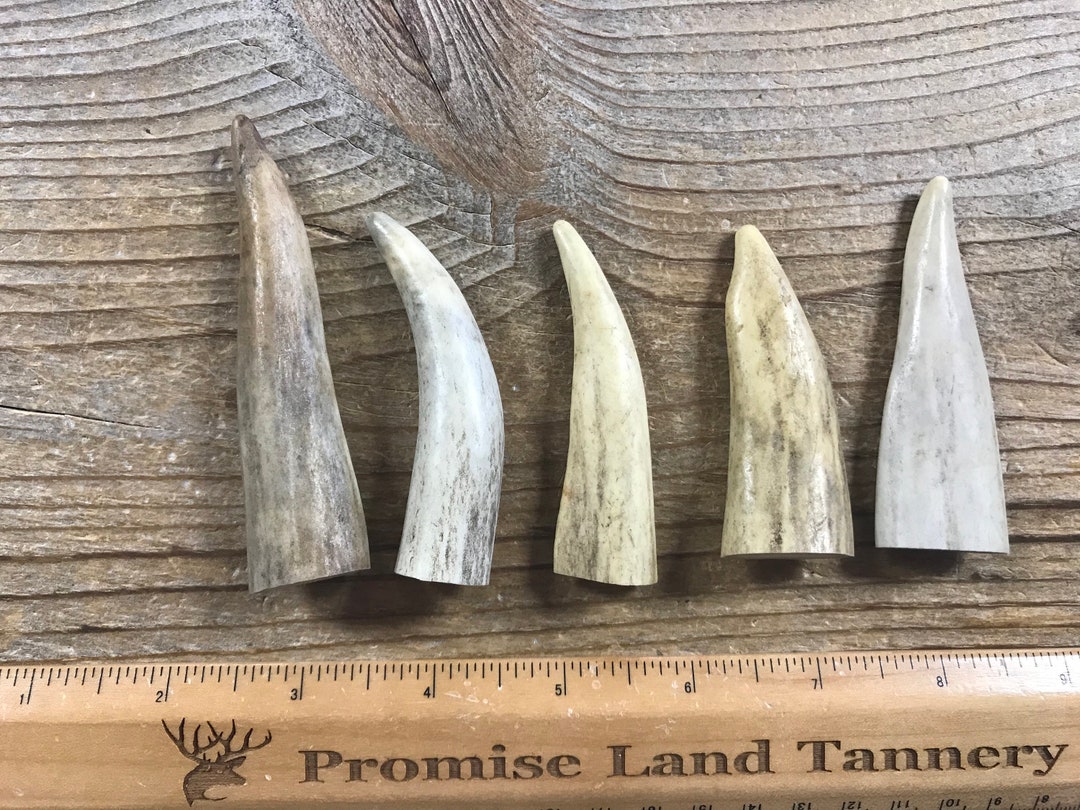 Deer Antler Points Drilled Your Way Lot No. 200903-PPP - Etsy