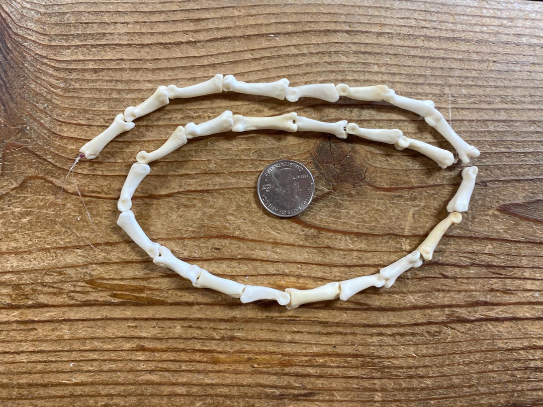 Coyote Toe Bone Beads - 24 Real Bones - Lot No. 240714-GG - Etsy