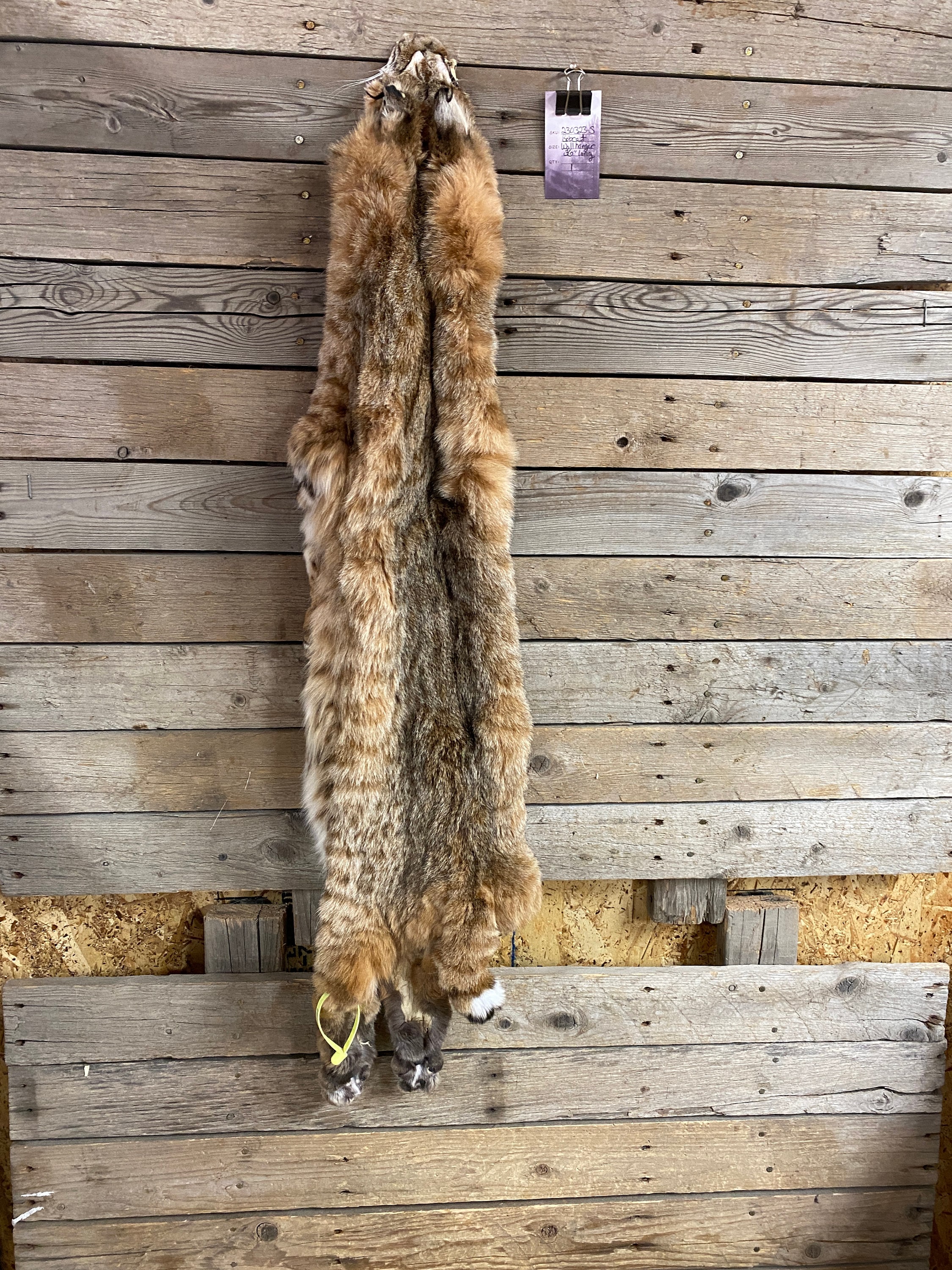 Skinning Bobcat For Selling Hides