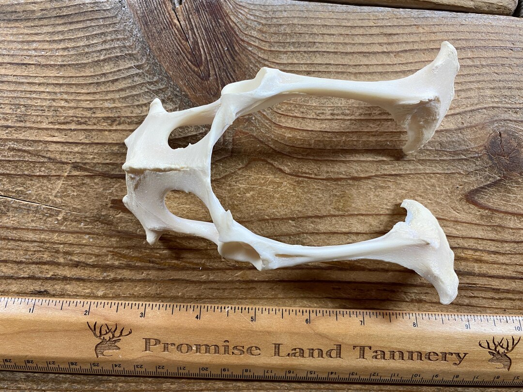 One Sheep Pelvis Bone - Real Bone - Lot No. 240824-OO - Etsy