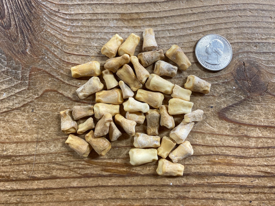 Jewelry Assortment of Beaver Toe Bones - Real Bones - Lot No. 230427-BB ...