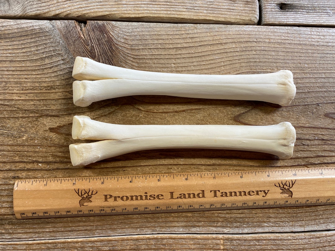Llama Leg Bones - Cannon Bones - Real Bone - Lot No. 220901-FFF - Etsy
