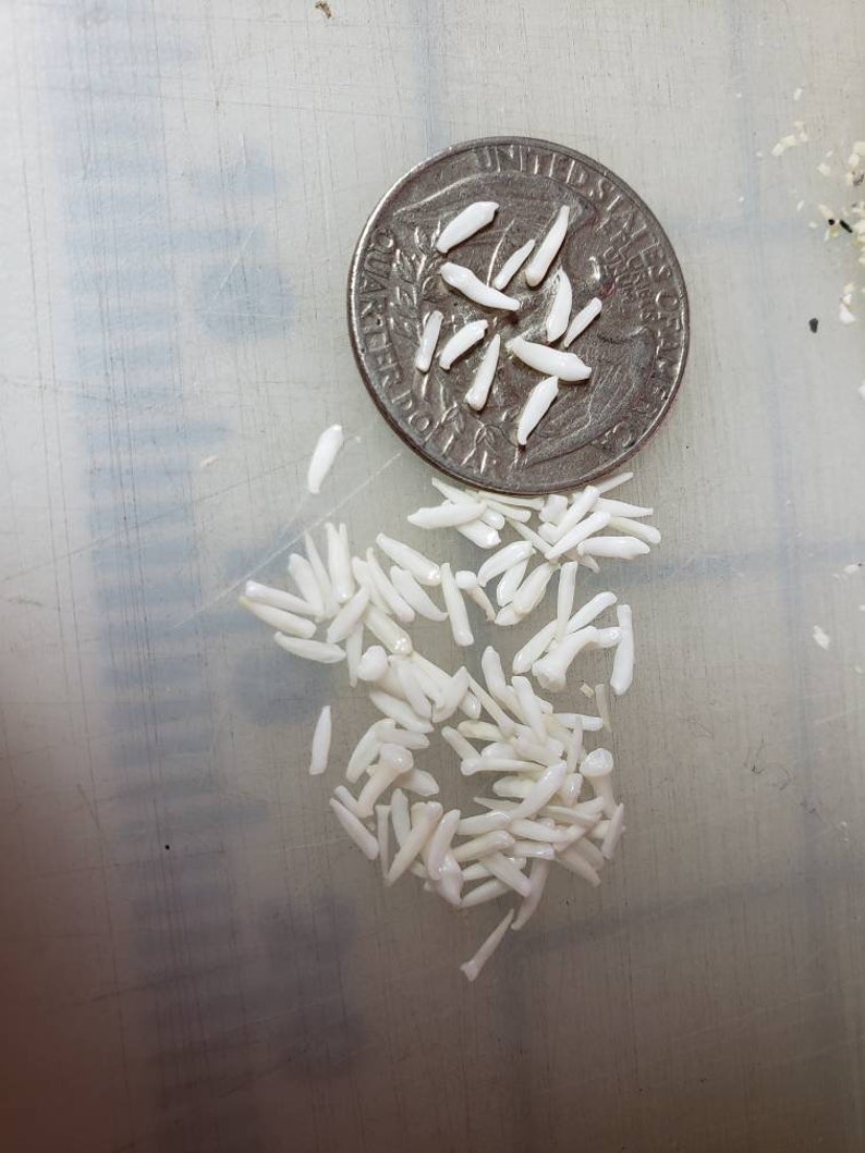 Real Mink Teeth Assorted Single Rooted 30 Pieces in a - Etsy