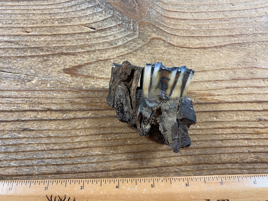 Fossil Bison Lower Jaw Piece With Teeth - Nebraska - Lot No. 211028-K ...