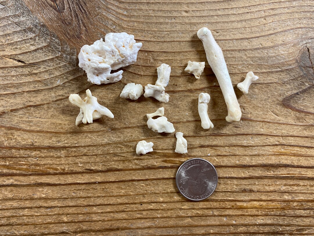 Assorted Pathological Bones - Real Bone - Lot No. 220526-XX - Etsy