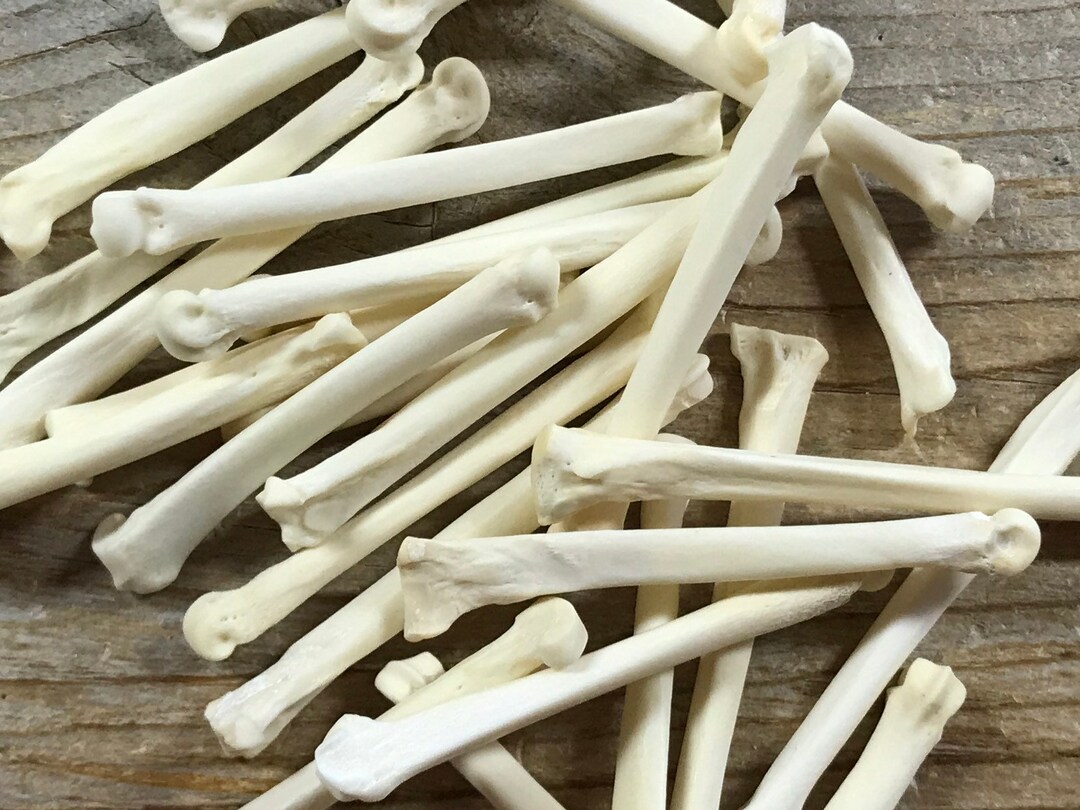 Large Coyote Toe Bones - Real Bones - Undrilled - 20 Assorted Pieces ...