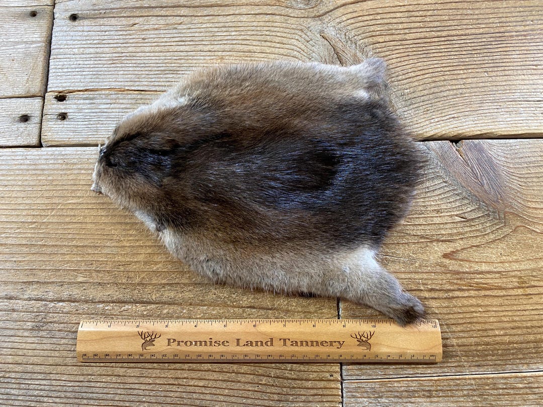 Muskrat Fur Pelt One Average Full Skin Lot No. 240411-QQ - Etsy