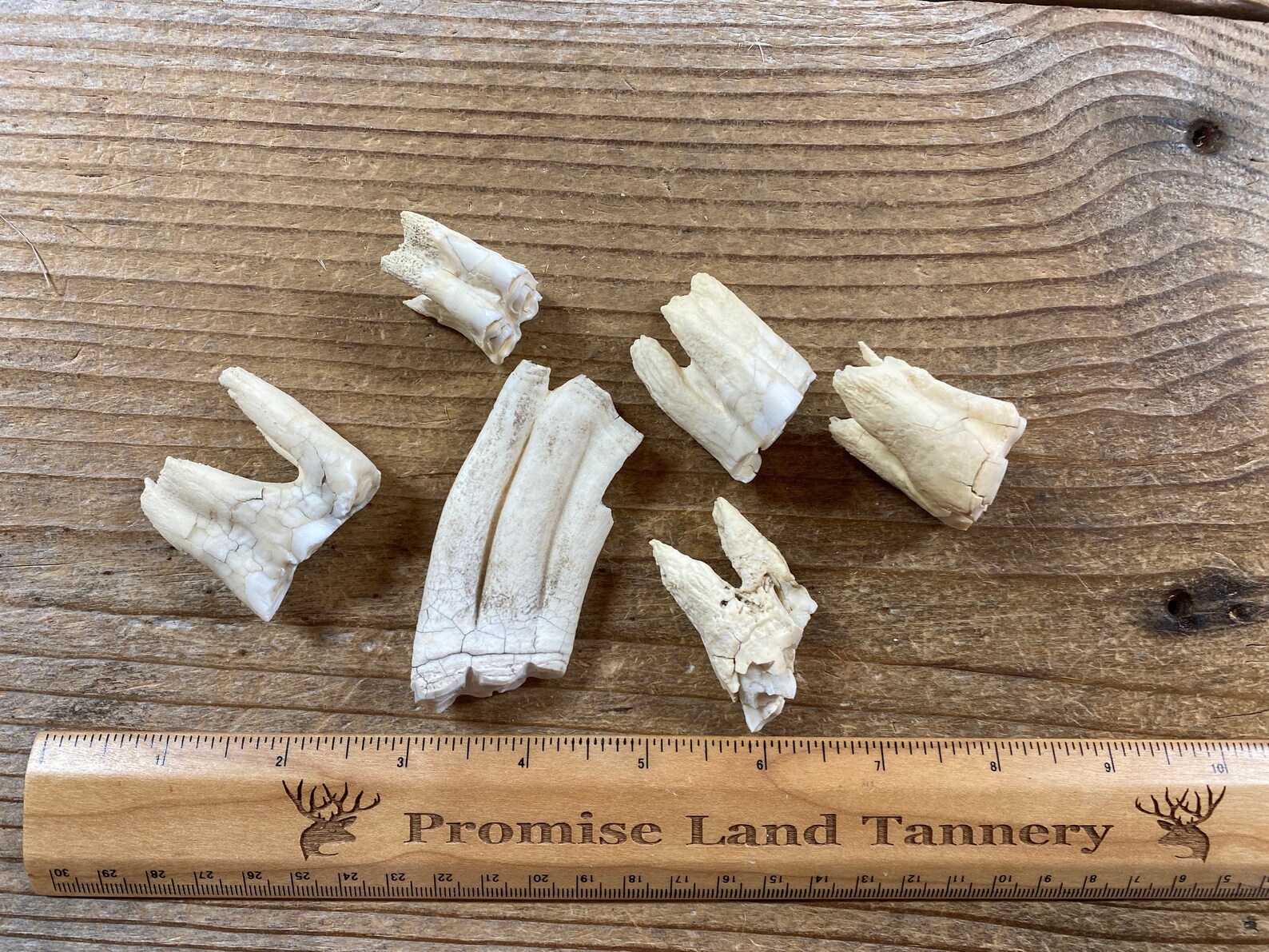 Nature Cleaned Assorted Cow and Horse Teeth Real Teeth Lot - Etsy