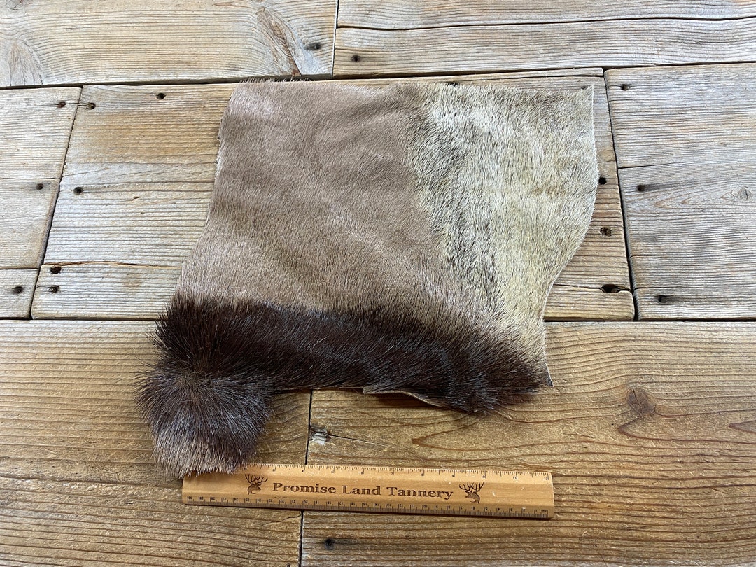 Large Select Gemsbok Hide Fur Piece Lot No. 230406-WW - Etsy