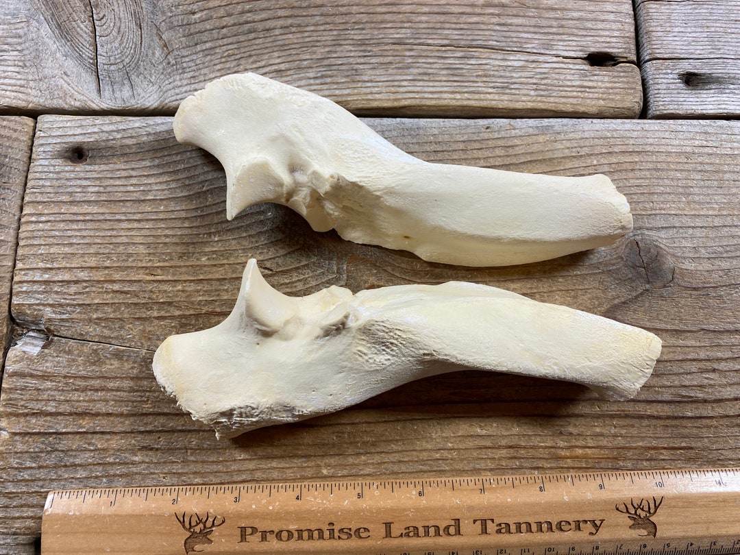 Pig Leg Bones - Real Bone - Lot No. 210619-R - Etsy