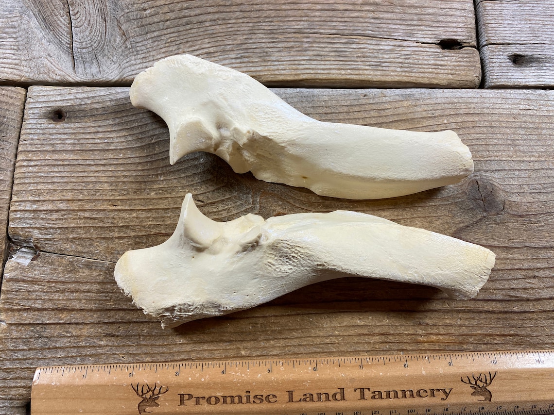 Pig Leg Bones - Real Bone - Lot No. 210619-R - Etsy