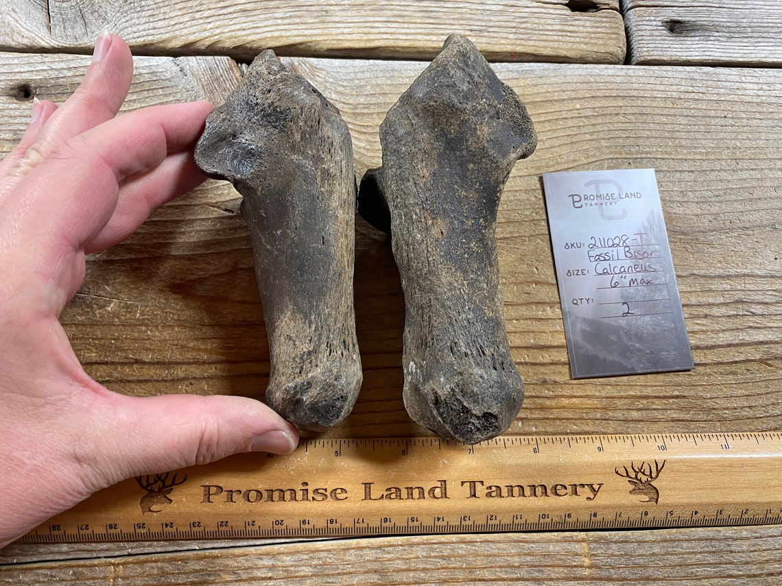Lot of 2 Fossil Bison Calcaneus Bones Nebraska Lot No. | Etsy