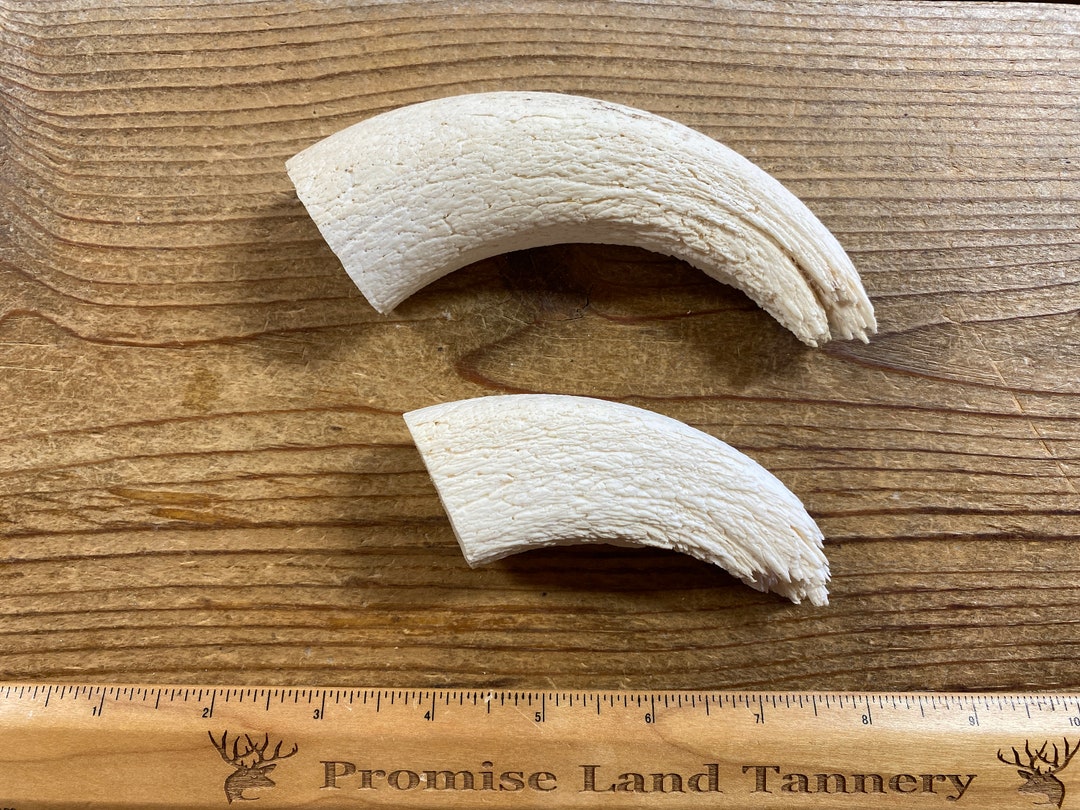 Sheep Horn Cores for Knife Handles - Lot of 2 - Real Bones - Lot No ...