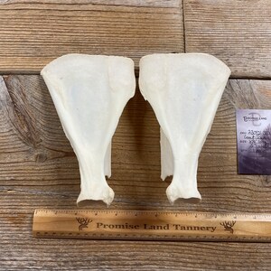 Goat Bones - Pair of Scapula Bones - Real Bones - Lot No. 230921-DDD - Etsy