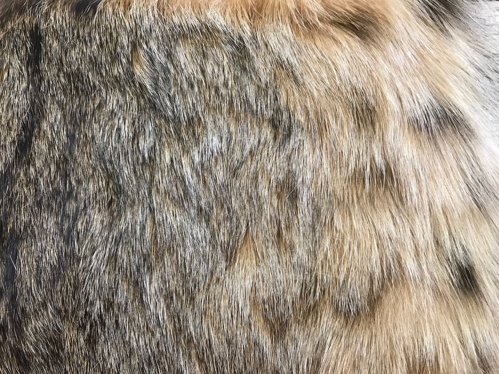 Bobcat Hair on Hide Piece Choice of Size Stock No. FUR-34 - Etsy Bobcat Hair on Hide Piece Choice of Size Stock No. FUR-34 - Etsy