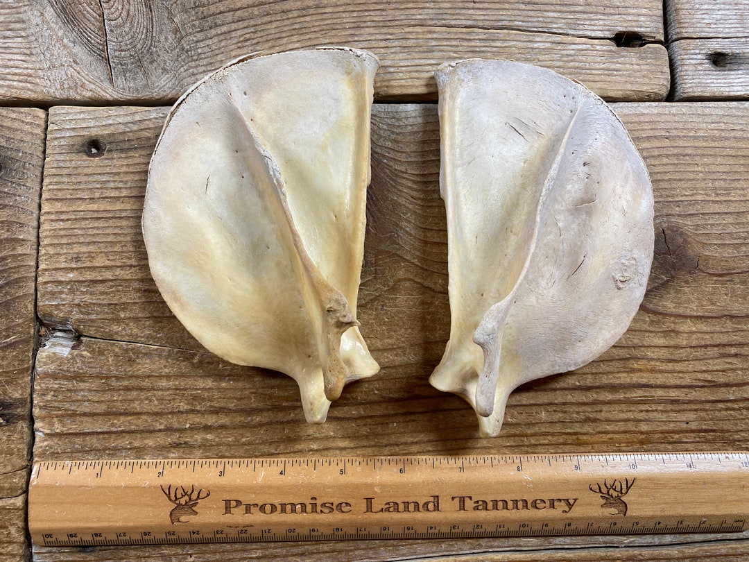 Jewelry Assortment of Medium Mammal Bones - Pair of Scapula - Real ...