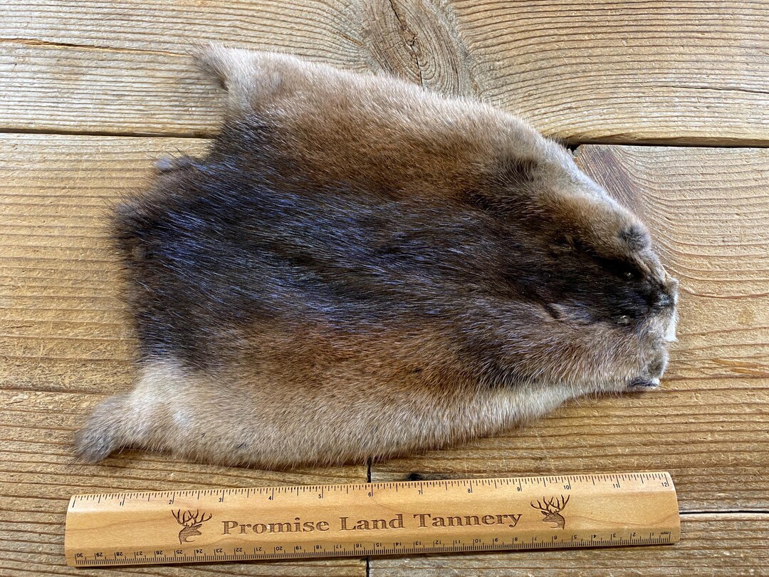 Muskrat Fur Pelt - One Average Full Skin - Lot No. 240411-PP - Etsy