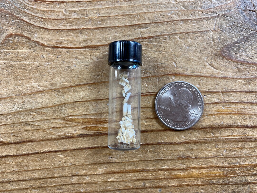 Micro Rodent Molars in a Glass Vial Lot No. 211212-MMM - Etsy