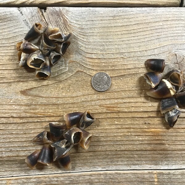 Deer Dew Claws - Etsy