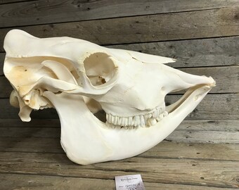 Real cow skull | Etsy