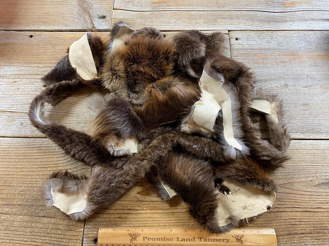 Beaver Hide Select Fur 4 Pieces Lot No. 240411-X - Etsy