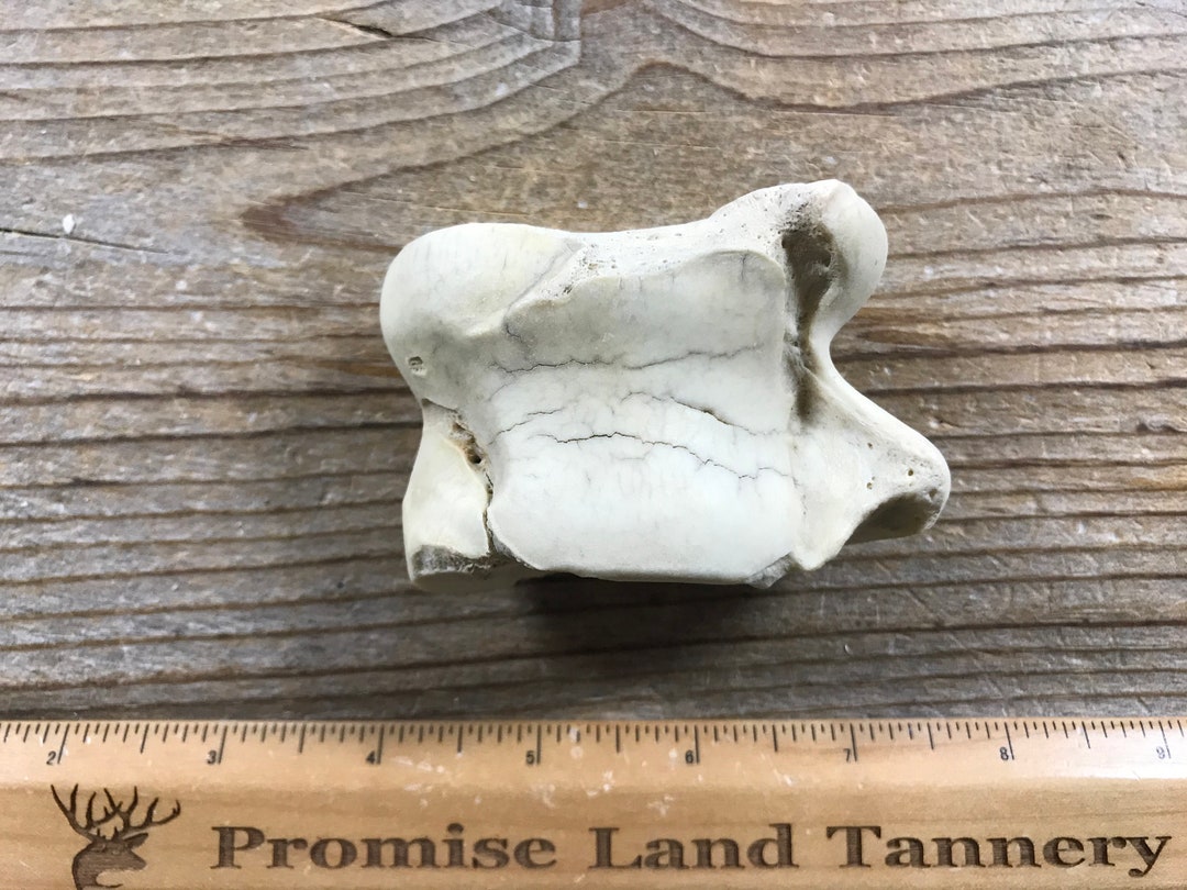 Nature Cleaned Cow Astragalus Bone - Talus Tali - Knuckle Bones - Lot ...