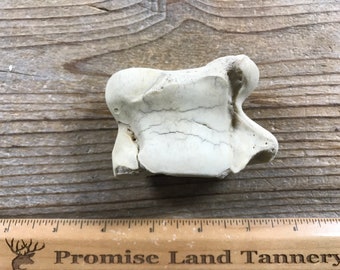 Cow Knuckle Bones - Etsy