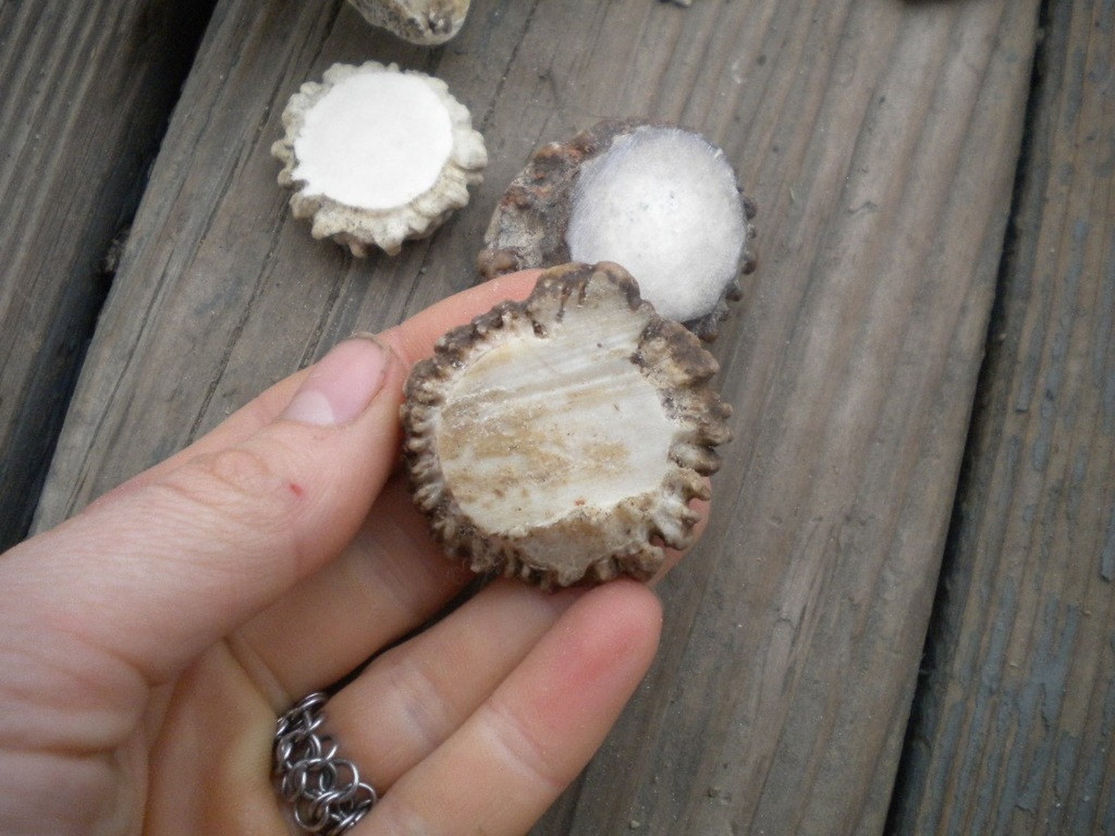Assorted Deer Antler Burrs - Seconds - Carving Rosettes - 5 Pieces - Etsy