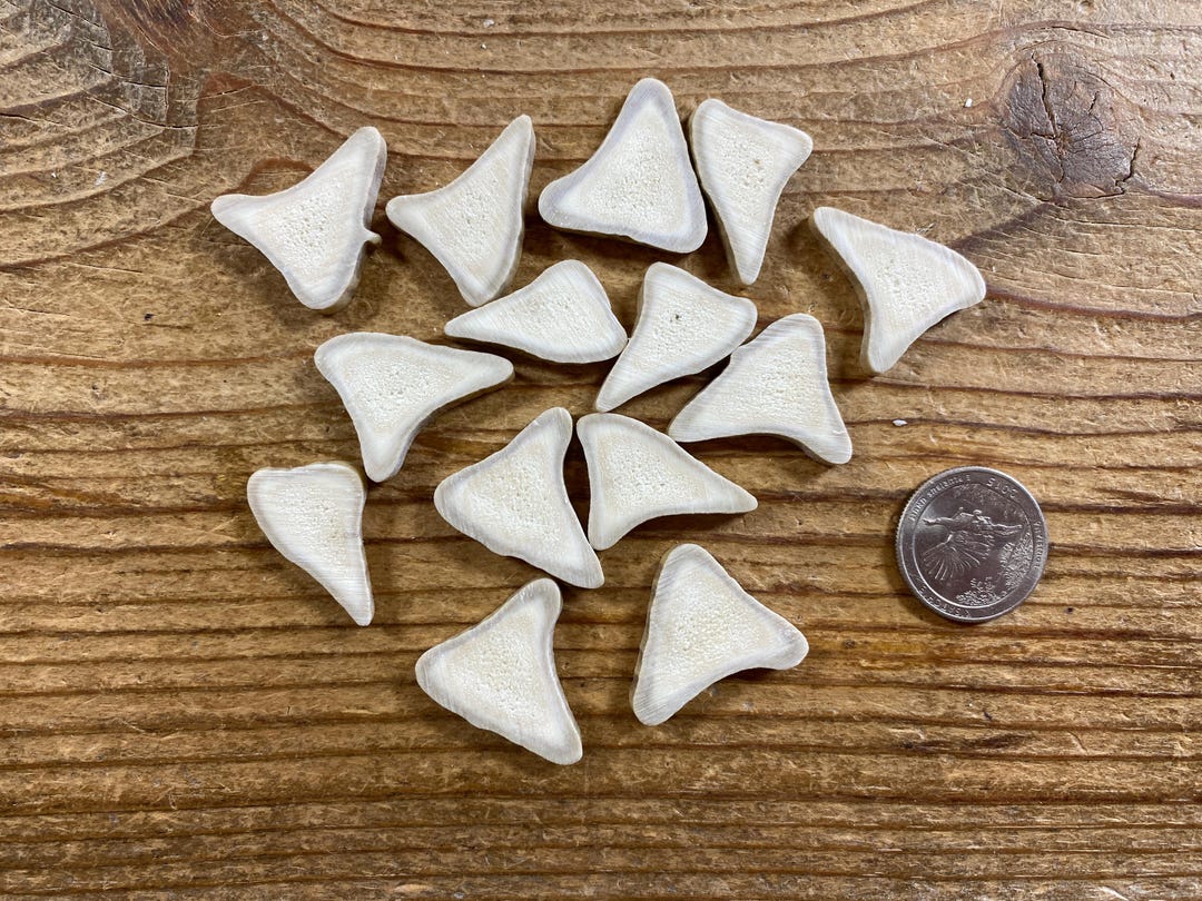 Lot of Deer Antler Slices - 14 Matching Thin Cut Pieces - Large - Lot ...