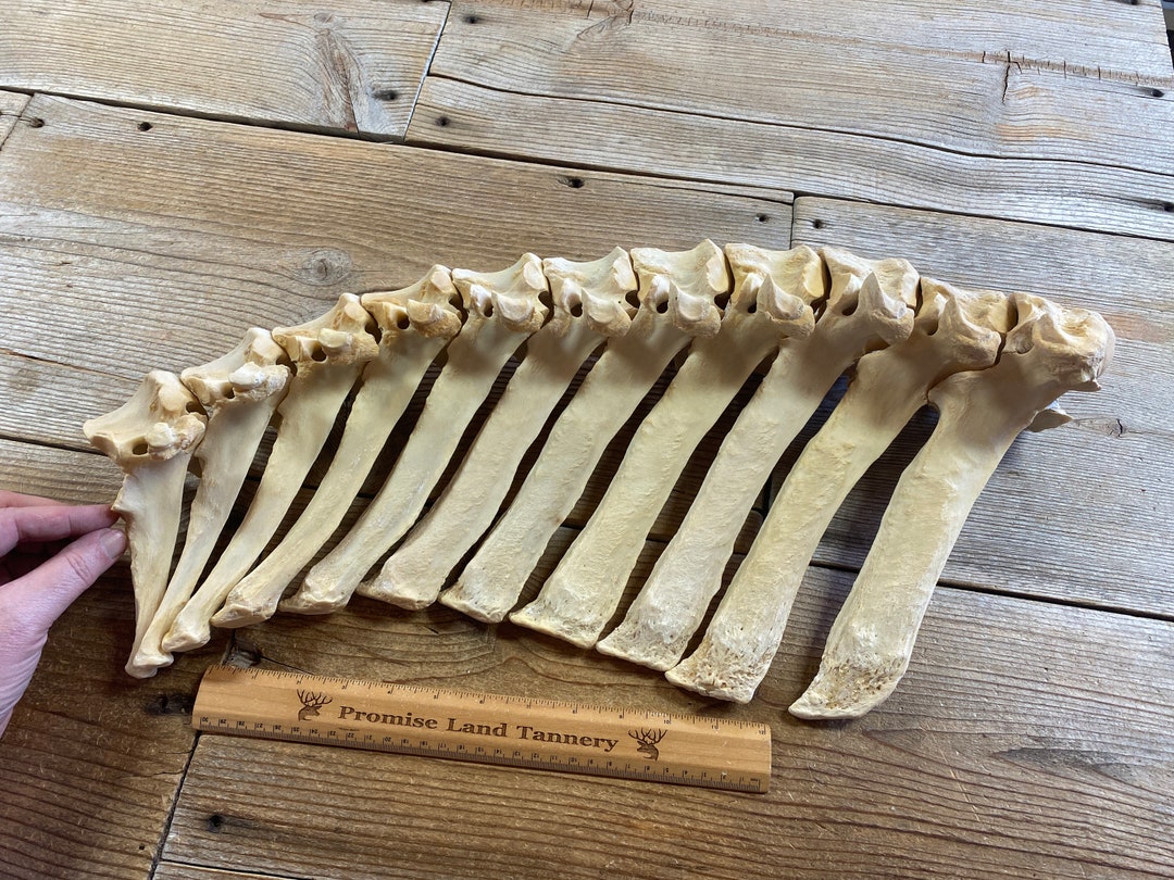 Cow Thoracic Spine Set Vertebrae Real Bones Lot No. 230302-Z - Etsy