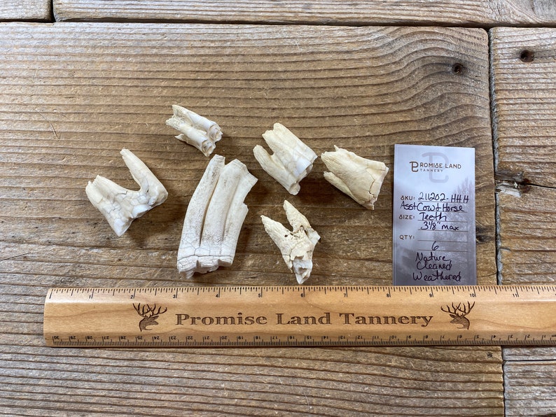 Nature Cleaned Assorted Cow and Horse Teeth Real Teeth Lot - Etsy