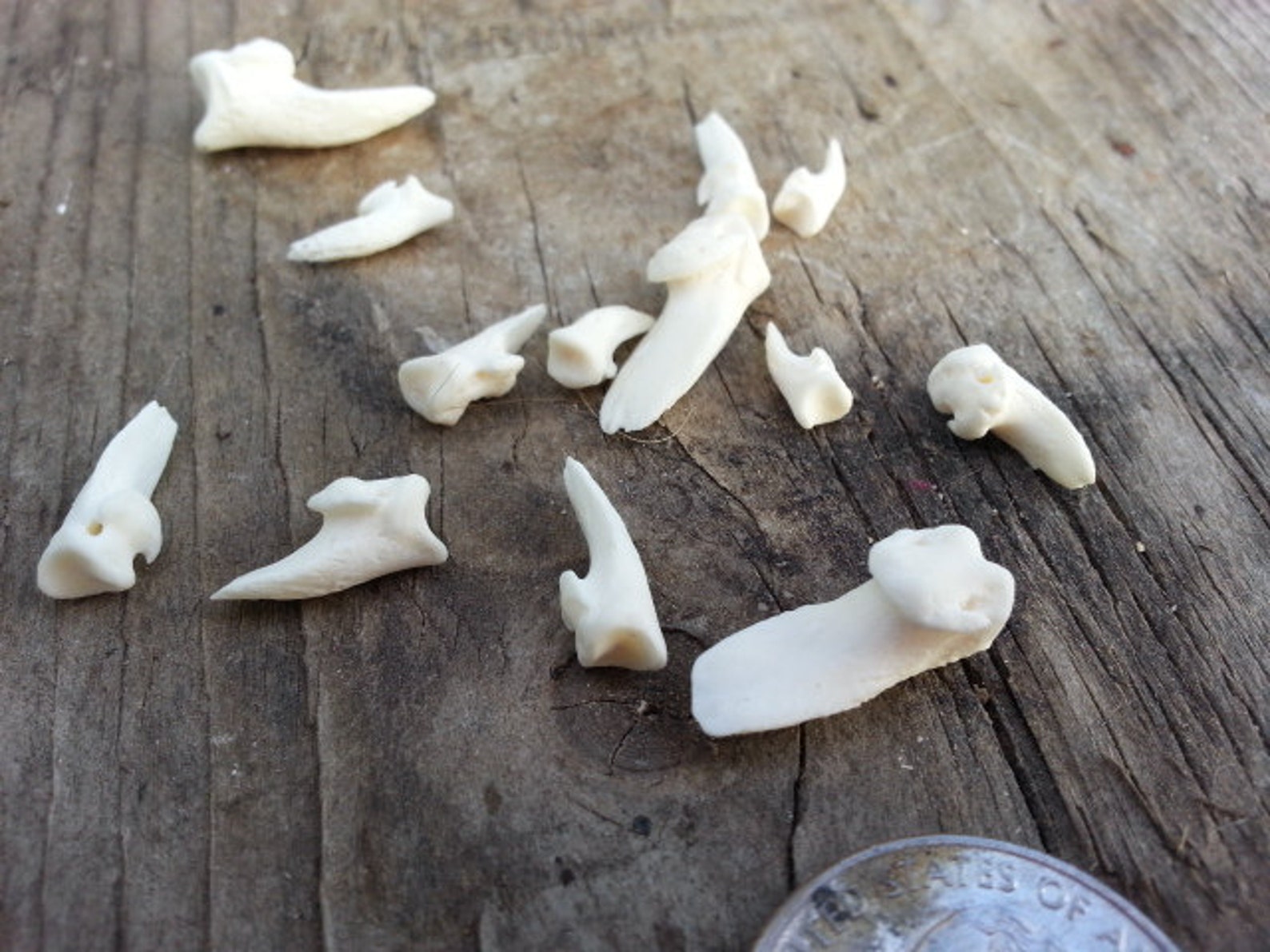 Mixed Beaver Claw Bones - Real Bones - Undrilled - 15 Assorted Pieces ...