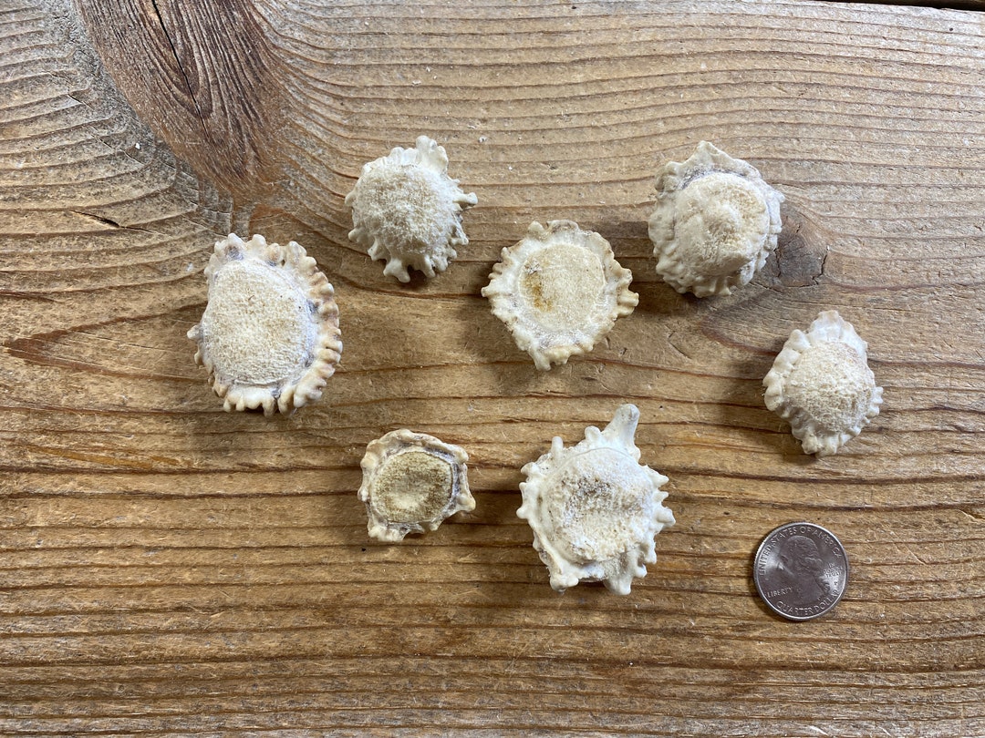 Deer Antler Burrs Carvers Special Jewelry Size 7 Pieces Lot No 220330-O ...