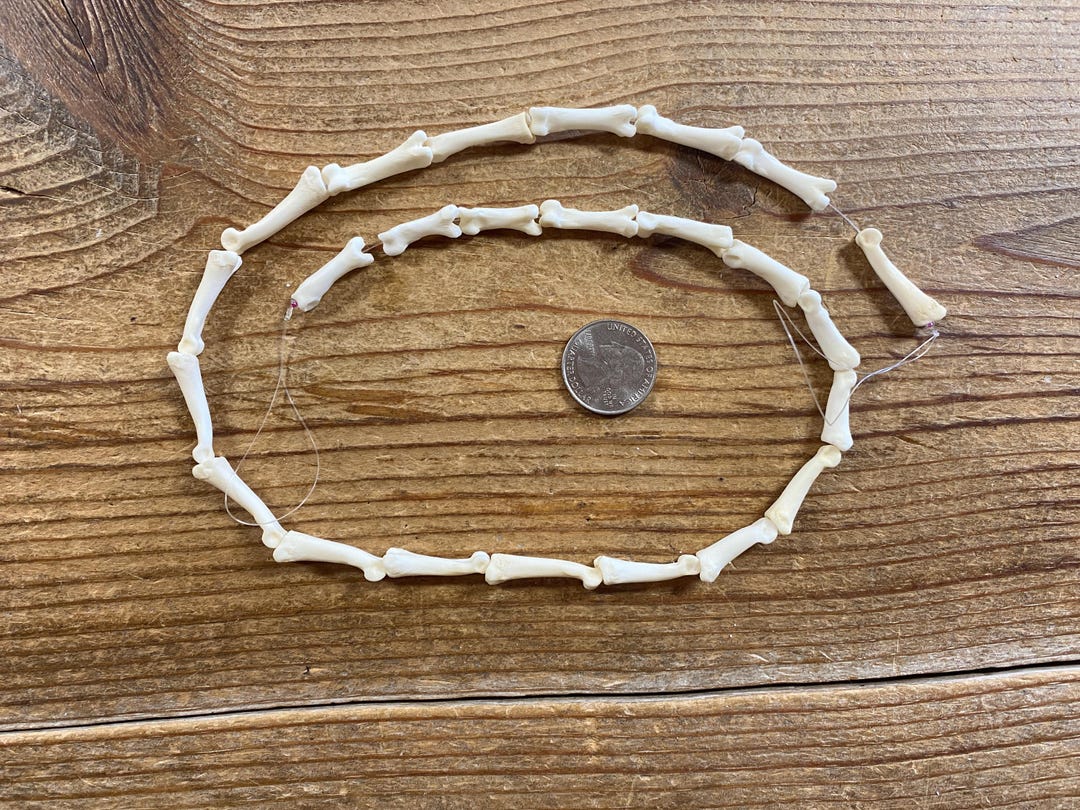 Coyote Toe Bone Beads 24 Real Bones Lot No. 240714-II - Etsy