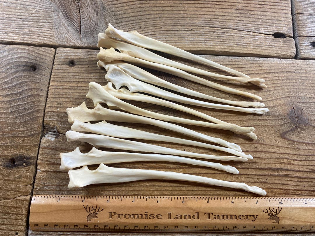 Coyote Bones Ulna 12 Real Bones Lot No. 240609-GGG - Etsy