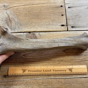 Fossil Bison Tibia Bone - Nebraska - Lot No. 221203-V - Etsy