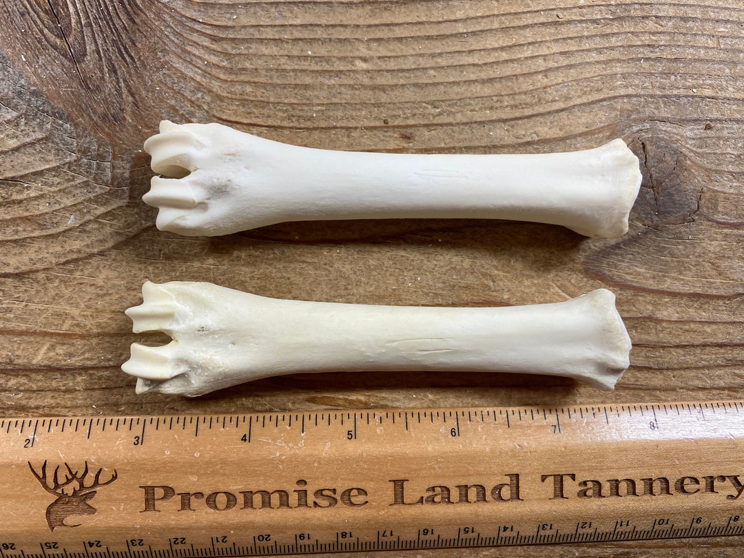 Goat Cannon Bones - Pair of Bones - Real Bones - Lot No. 220707-Q - Etsy
