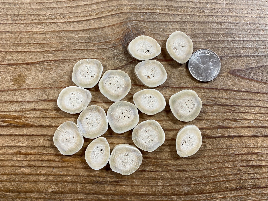 Lot of Deer Antler Slices - 15 Thin Cut Pieces - Medium - Lot No ...