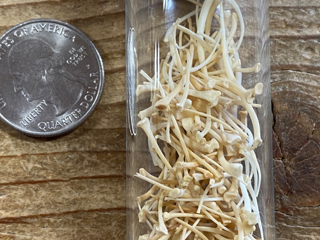 Vial Filled With Assorted Snake Rib Bones Lot No. 230511-LL - Etsy