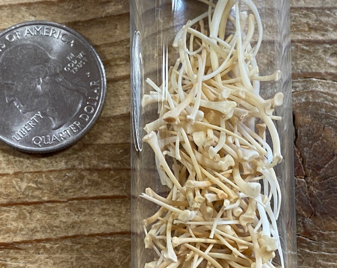 Vial Filled With Assorted Snake Rib Bones - Lot No. 230511-LL - Etsy